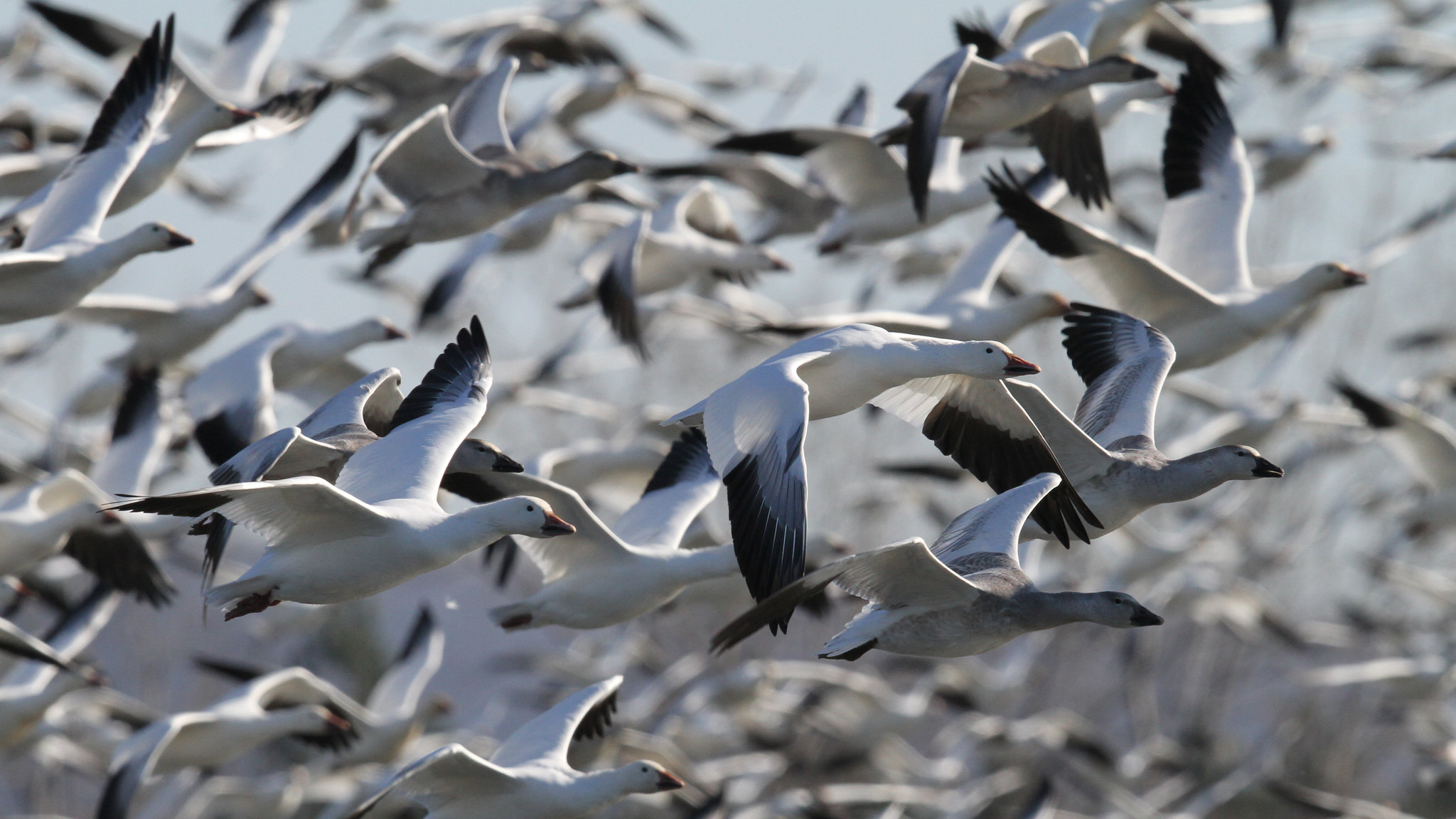 Activité - Baie-du-Febvre - SOVDR